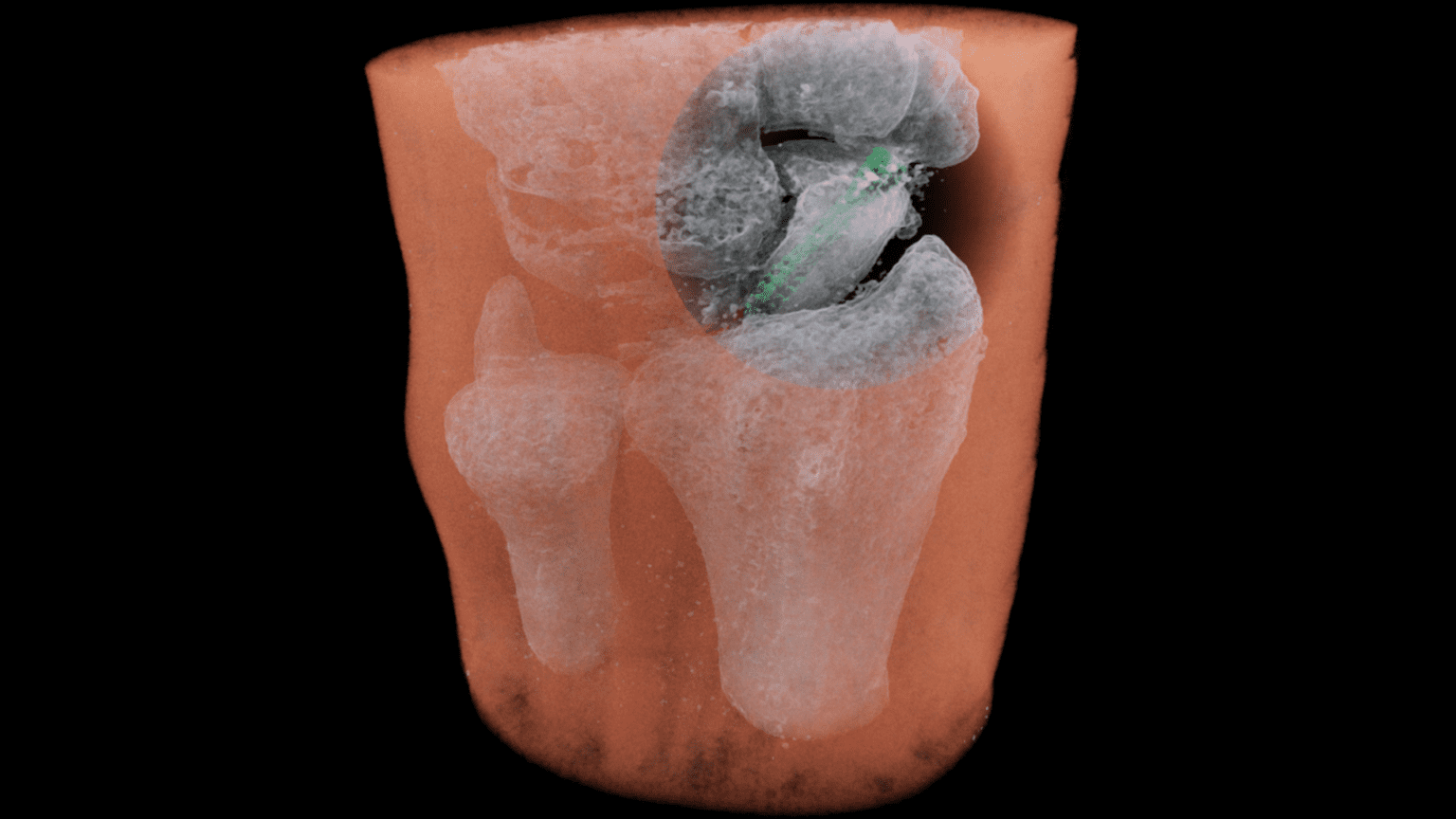 About Us – MARS Bioimaging