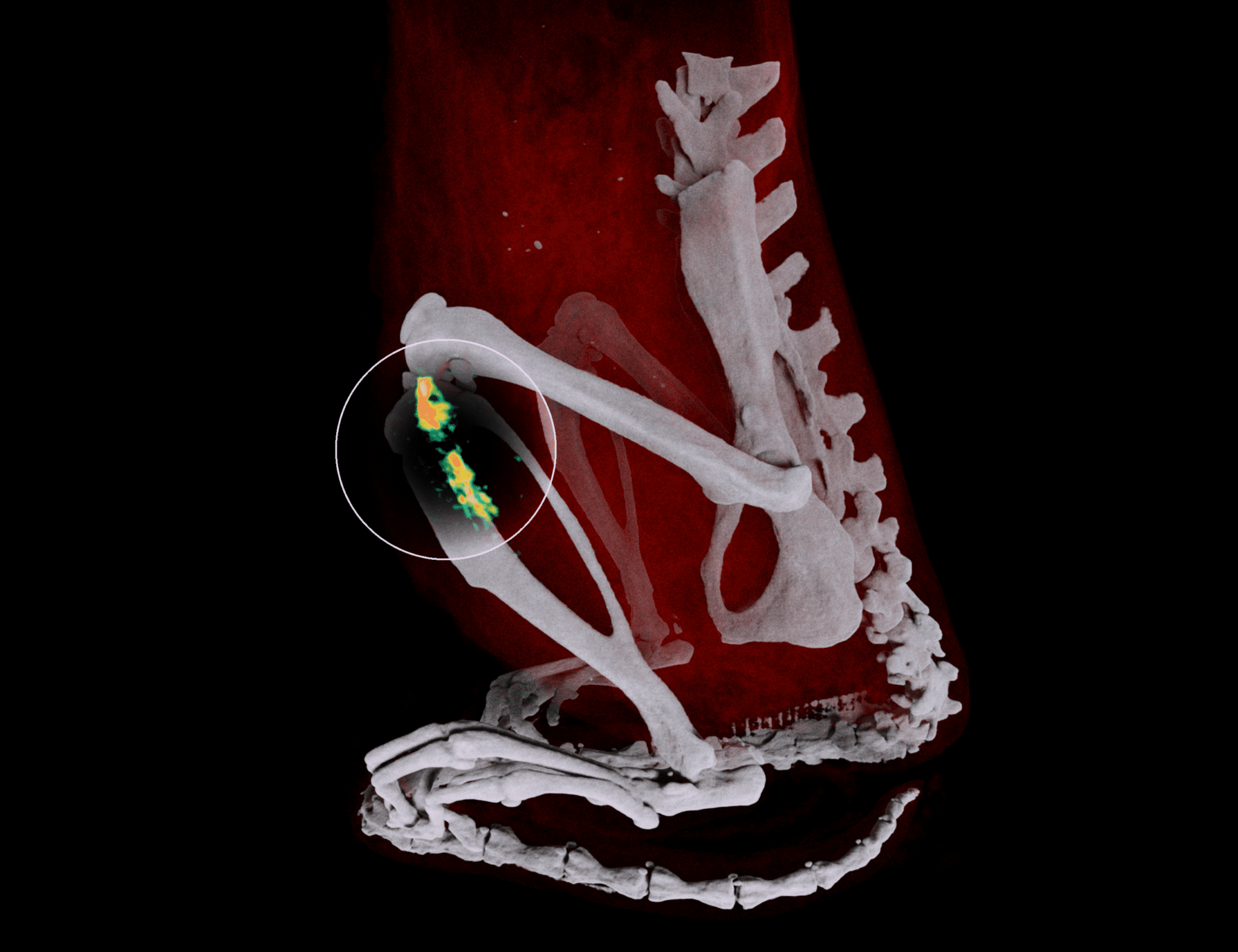 MARS for Researchers – MARS Bioimaging